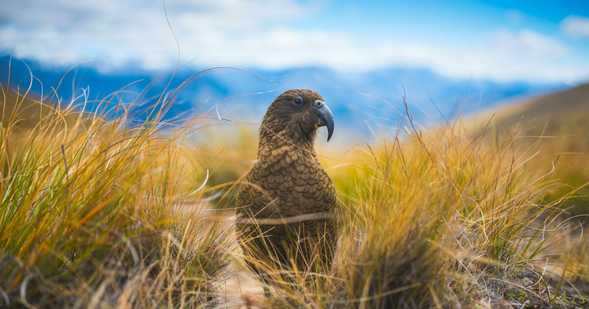 Dimond Roofing Committed to Saving Our Kea